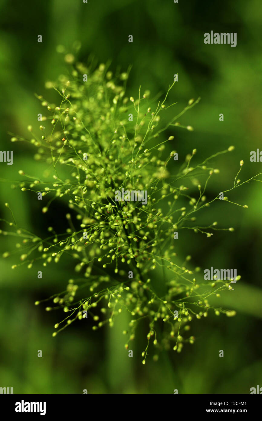 Close up picture of the grass Stock Photo - Alamy