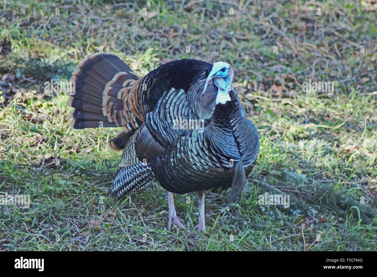 Puffed up turkey hi-res stock photography and images - Alamy