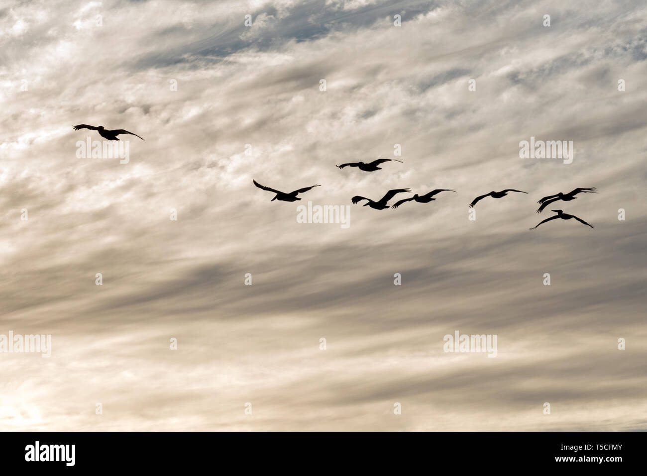 Birds flying over gulf mexico hi-res stock photography and images - Alamy