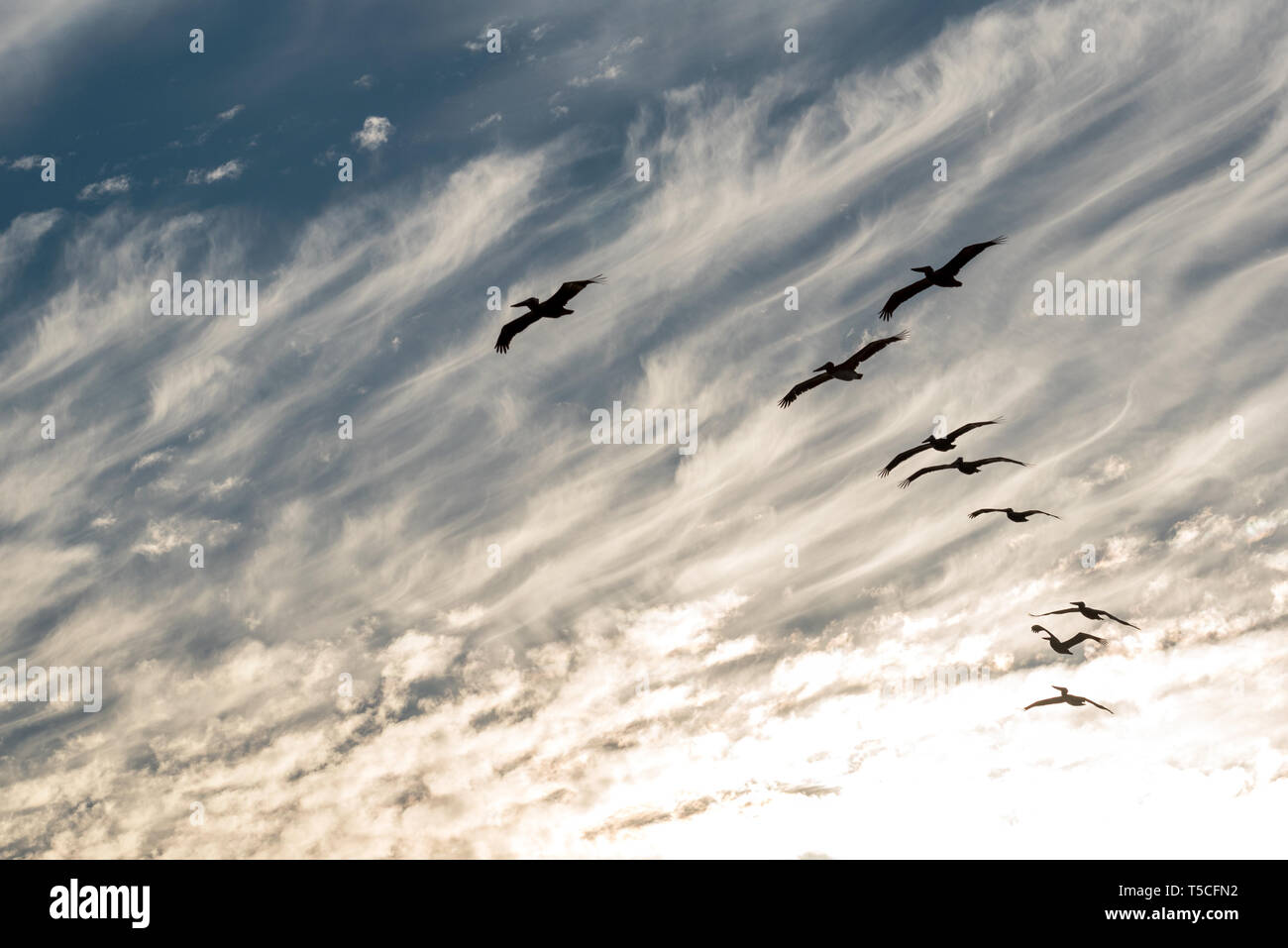 Birds flying over gulf mexico hi-res stock photography and images - Alamy