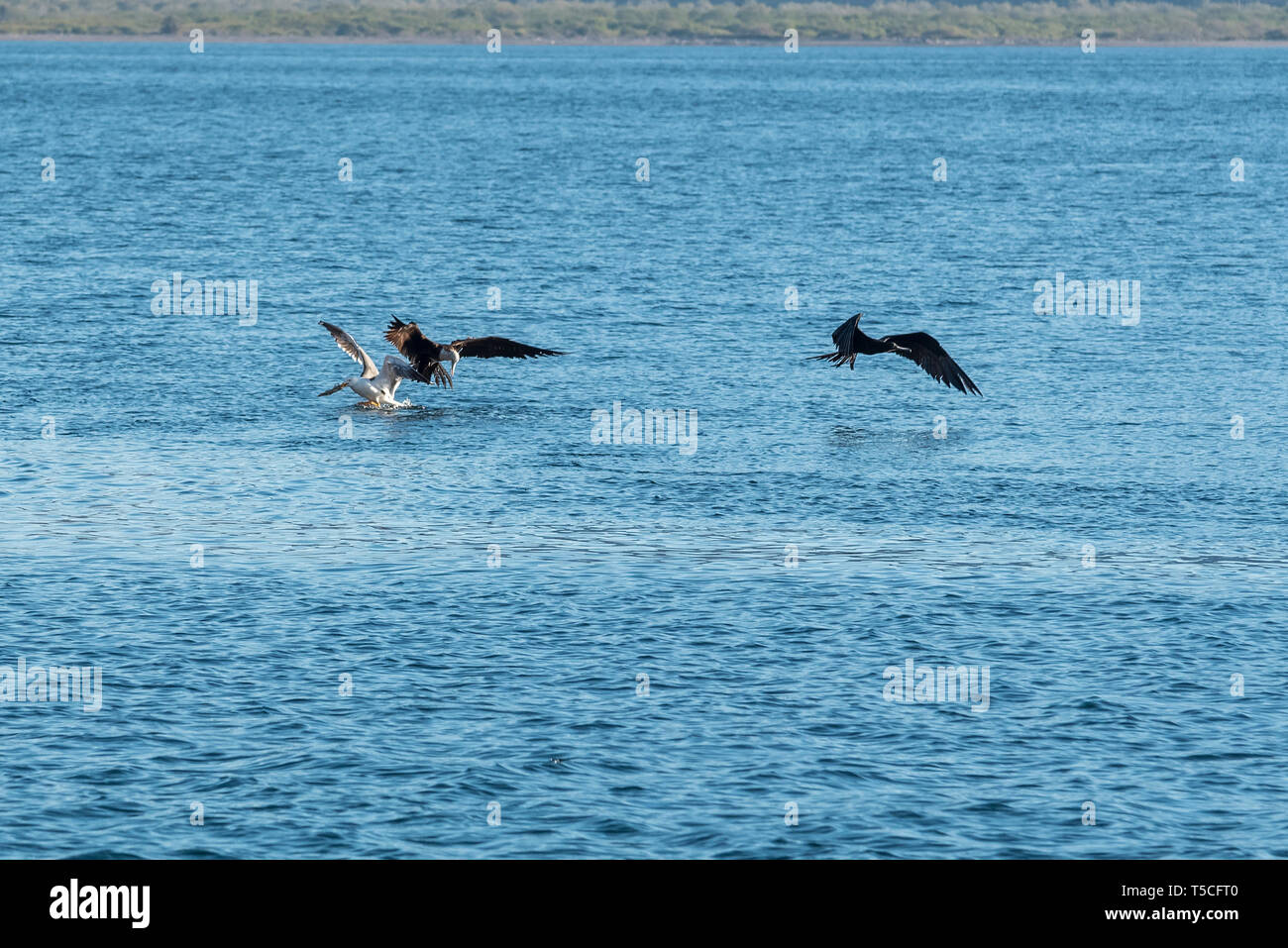 Yellow footed gull, trying to keep frigatbirds from taking a fish it ...