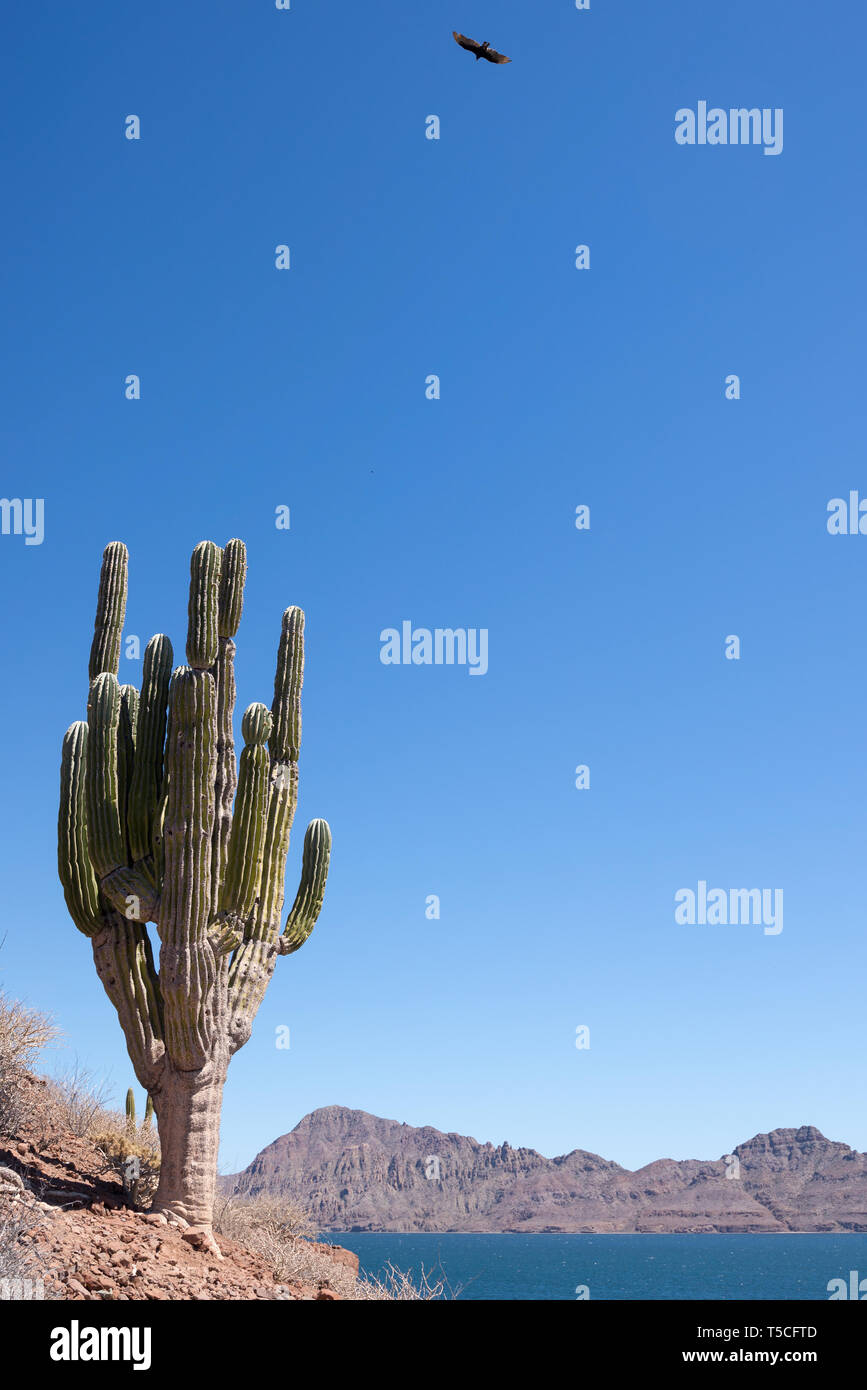 Vulture and Cardón cactus, Bay of Loreto Nat. Park, Baja California Sur ...