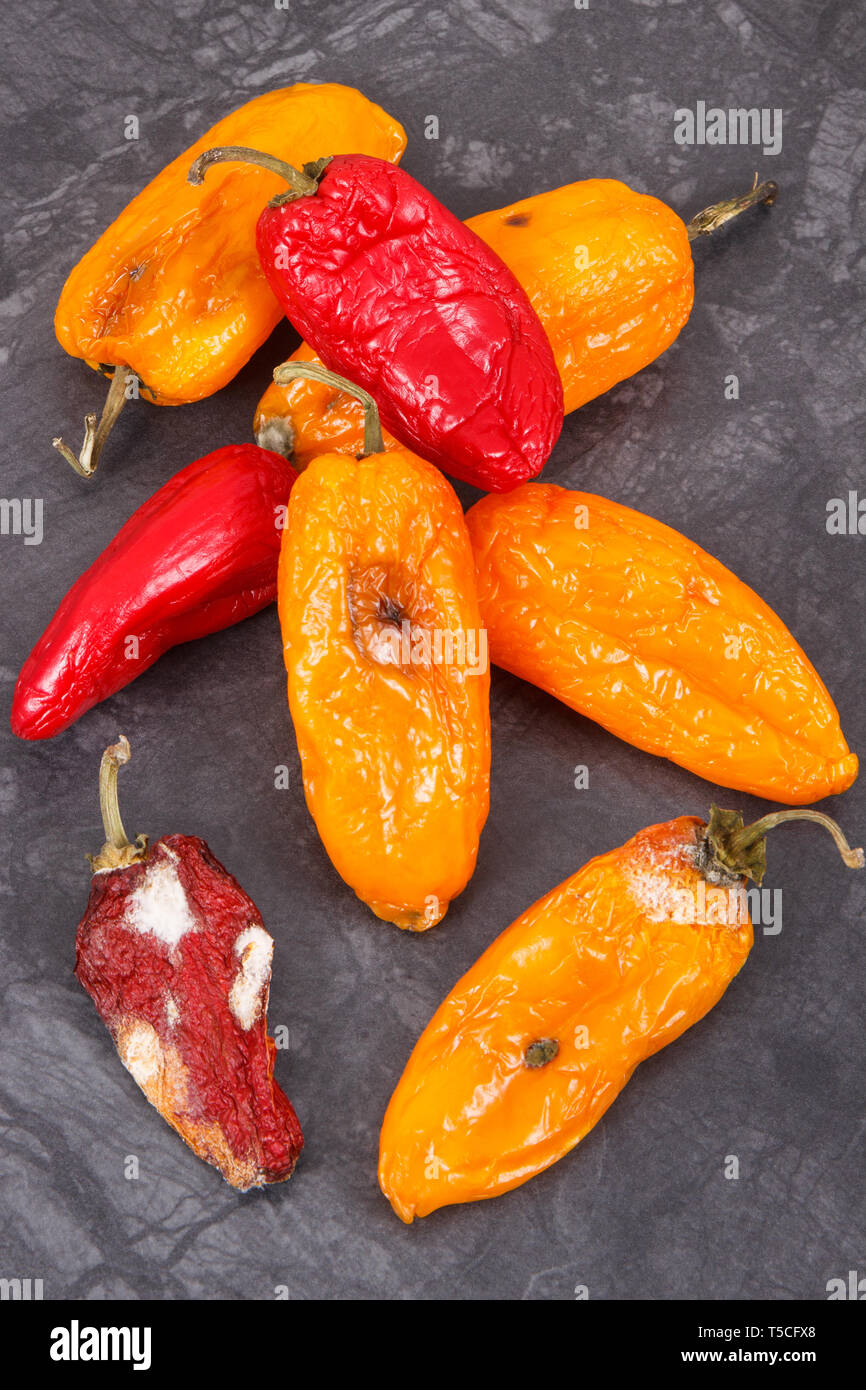 Old wrinkled moldy peppers on dark background, concept of unhealthy and ...
