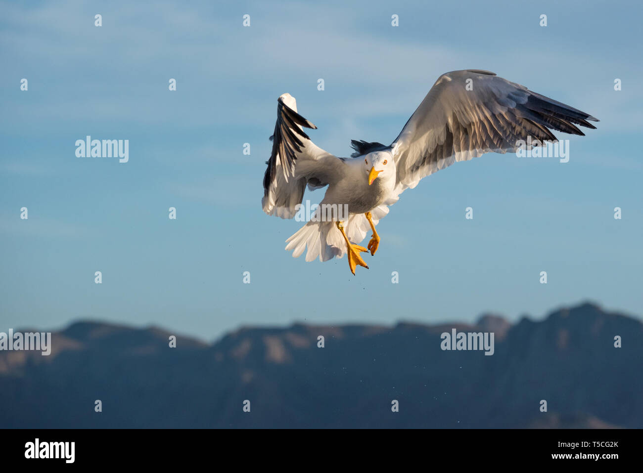 Yellow footed gull, Larus livens, Gulf of California, Mexico Stock ...