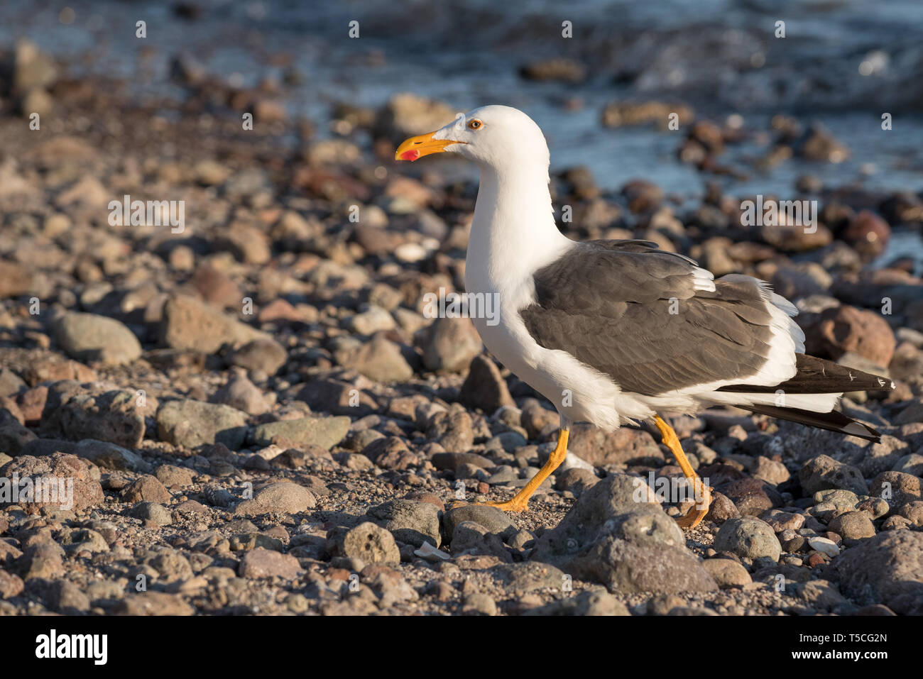 Yellow footed gull larus livens hi-res stock photography and images - Alamy