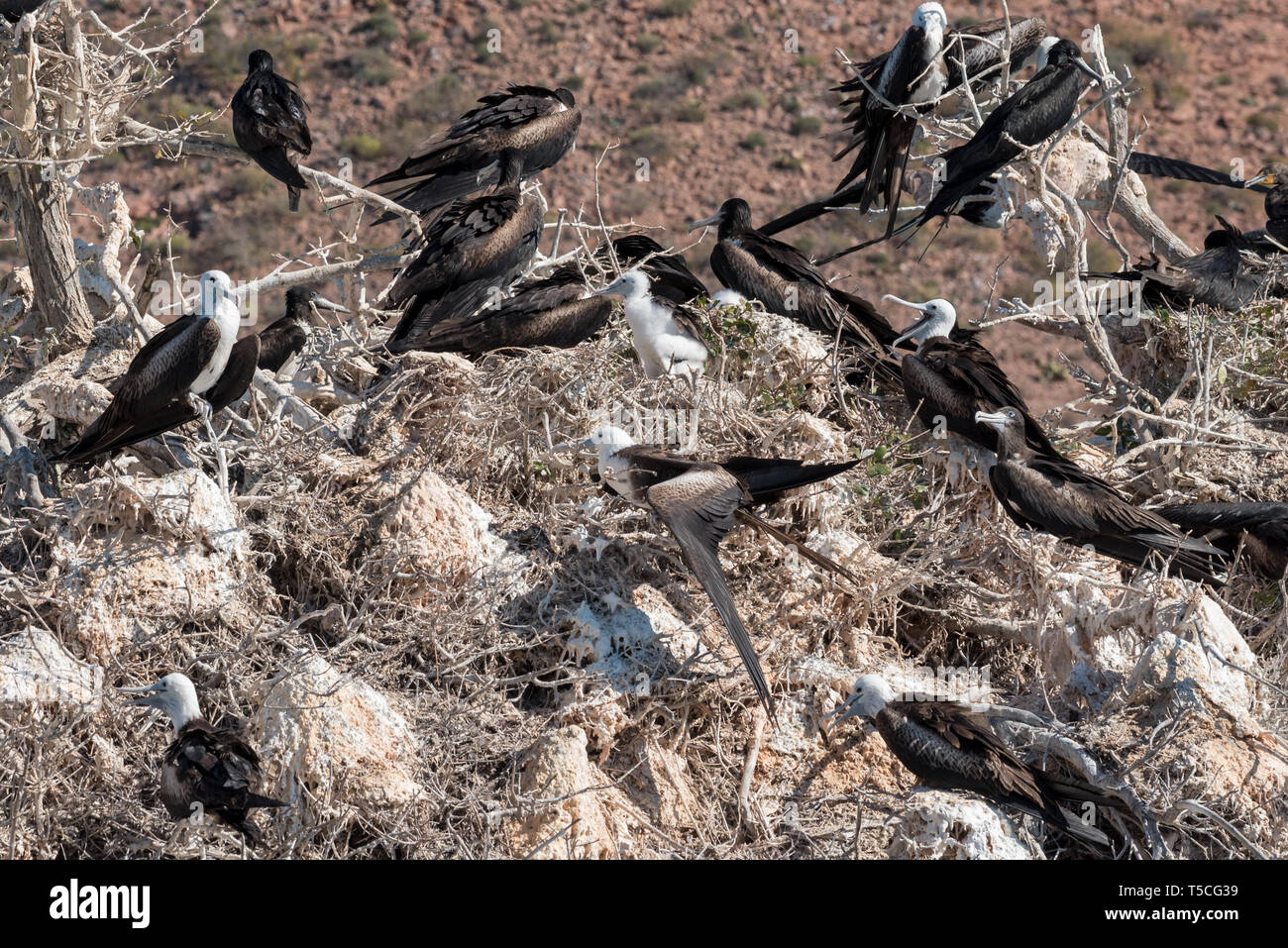 Frigatebird nesting colony, Espiritu Santo Island, BCS, Mexico Stock ...