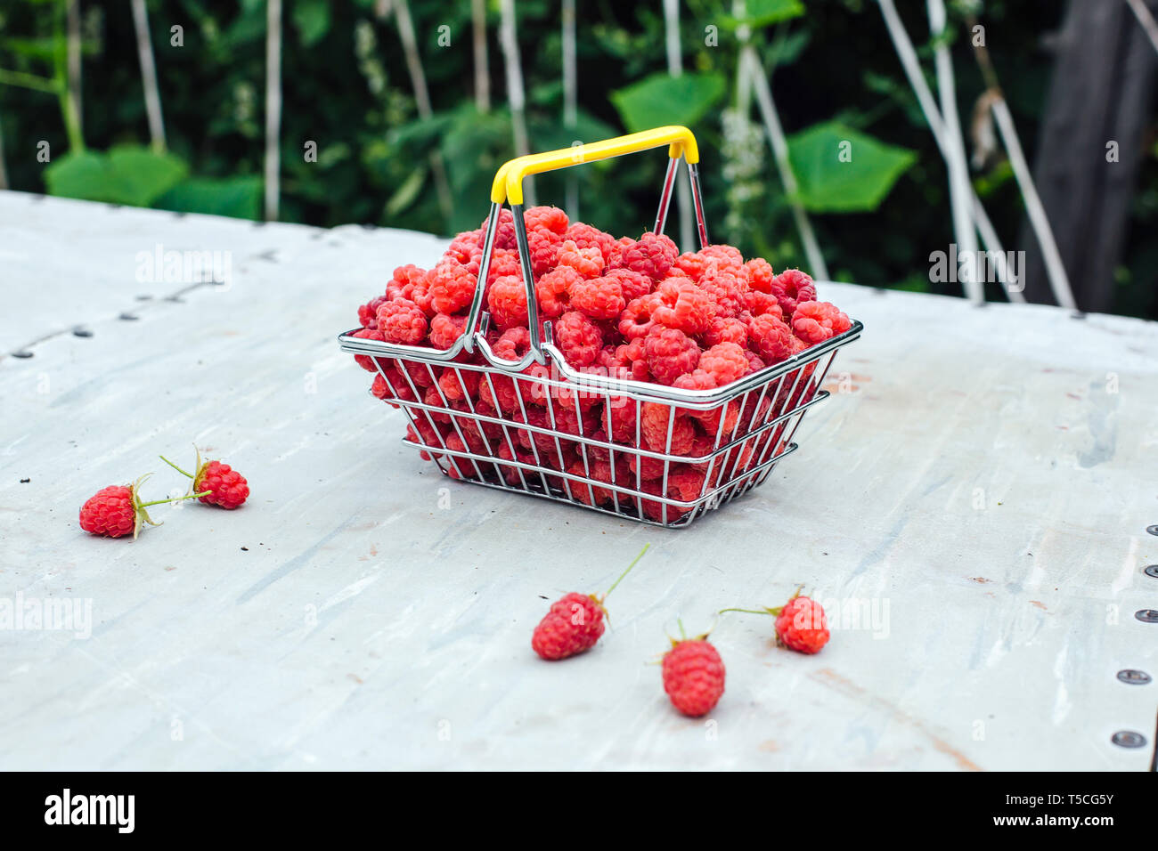 Mini shopping basket full of fresh red ripe raspberry on old grey ...