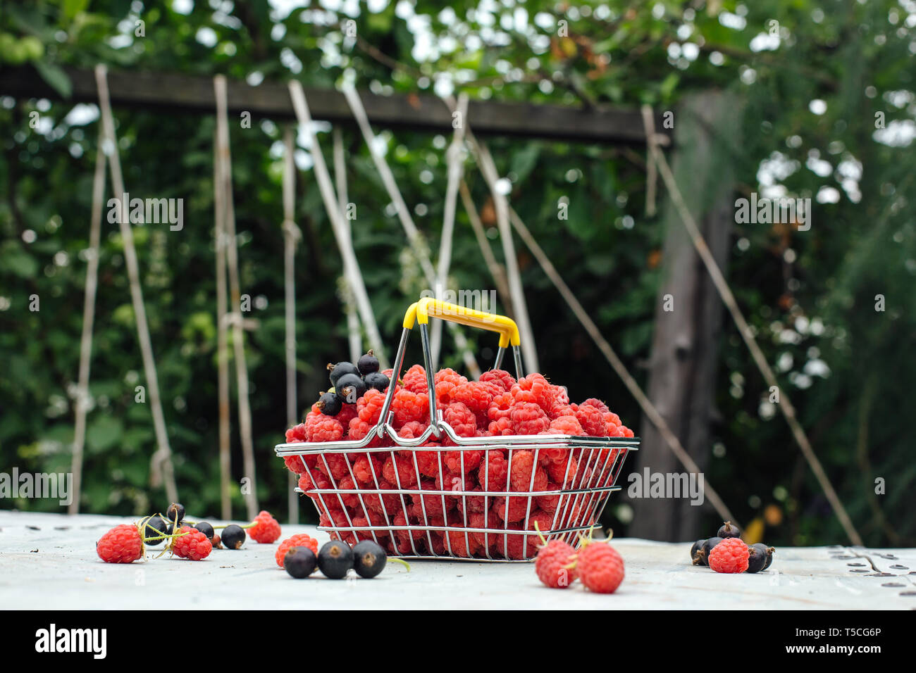 Mini shopping basket full of fresh red ripe raspberry and blackberry on ...