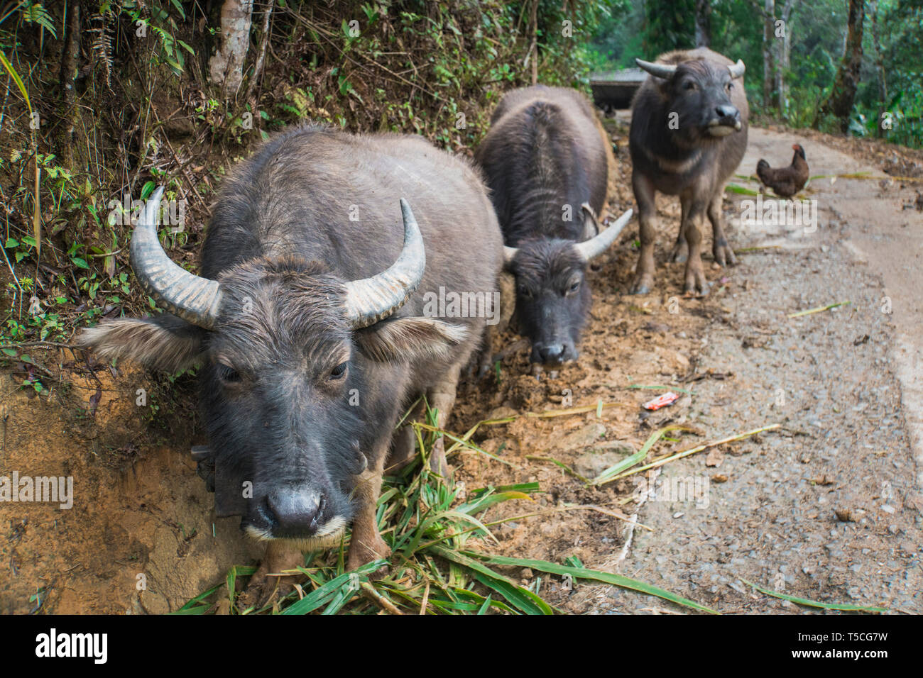 Vietnamese milk cows hi-res stock photography and images - Alamy