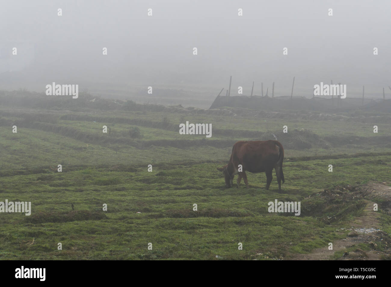 Scary cows hi-res stock photography and images - Alamy