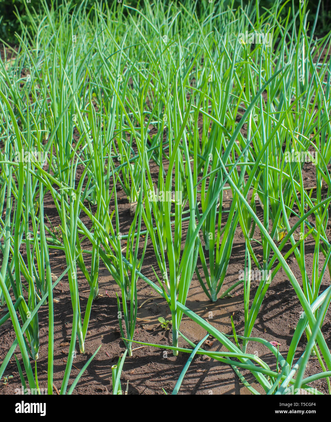 Onion sprouts in early spring at the kitchen garden Stock Photo - Alamy