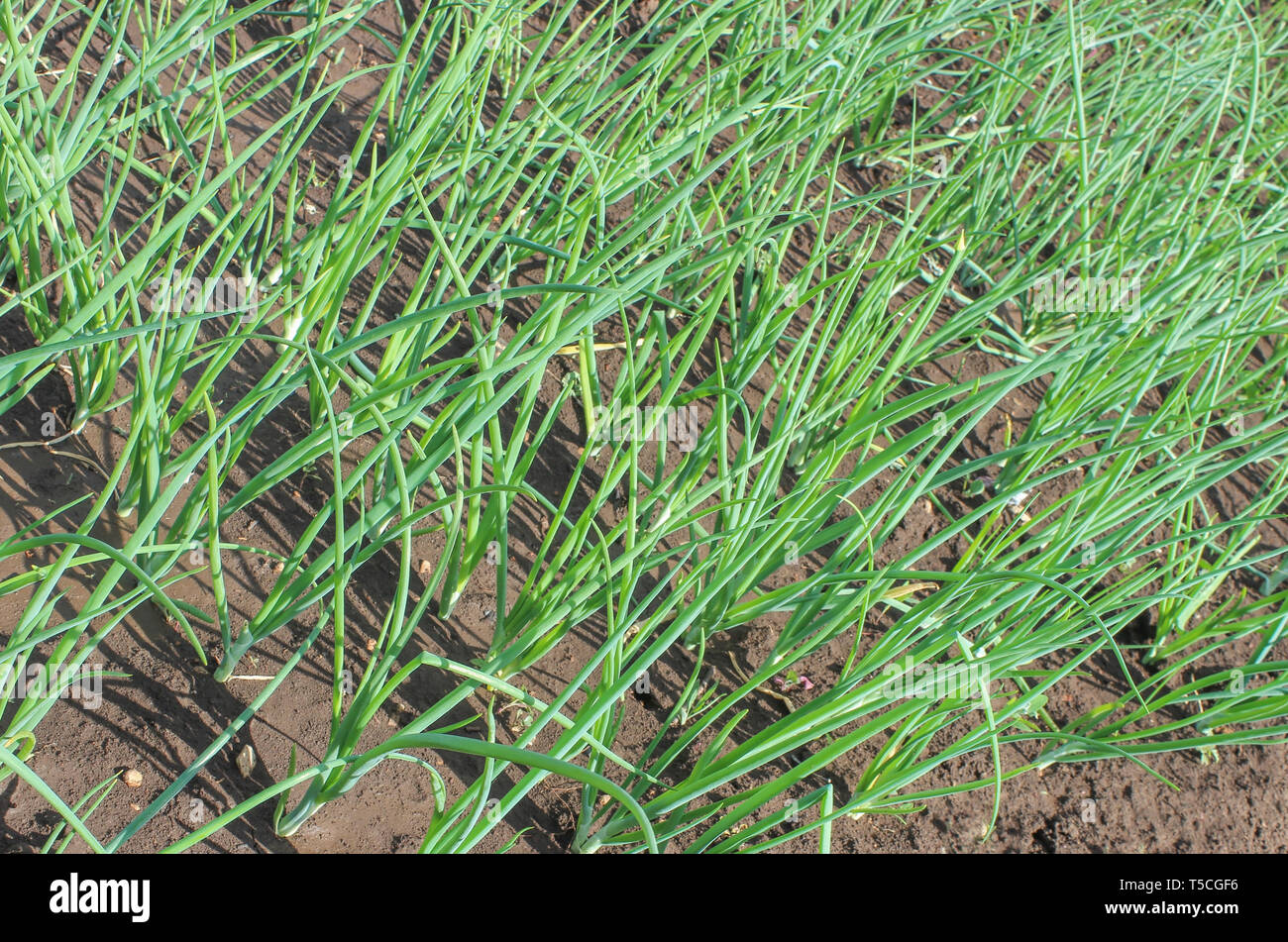 Onion sprouts in early spring at the kitchen garden Stock Photo - Alamy