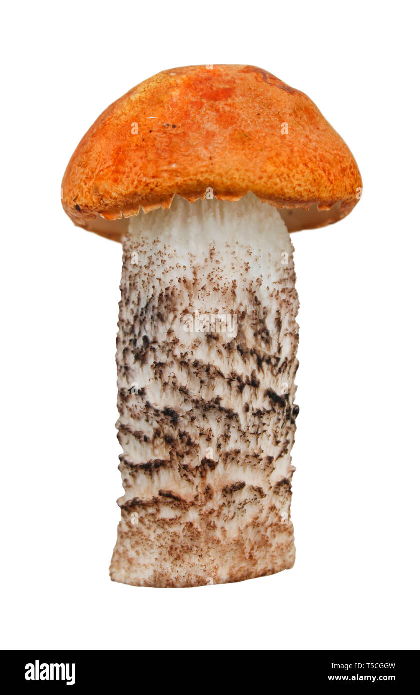 Orange woodland Cut Out Stock Images & Pictures - Alamy