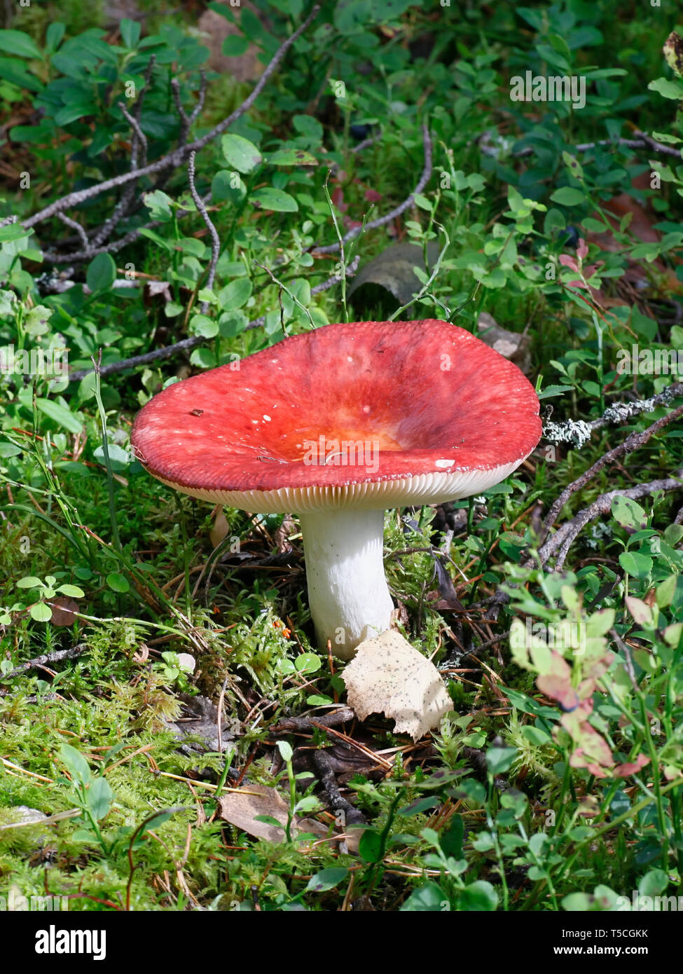 Tall fungi hi-res stock photography and images - Alamy