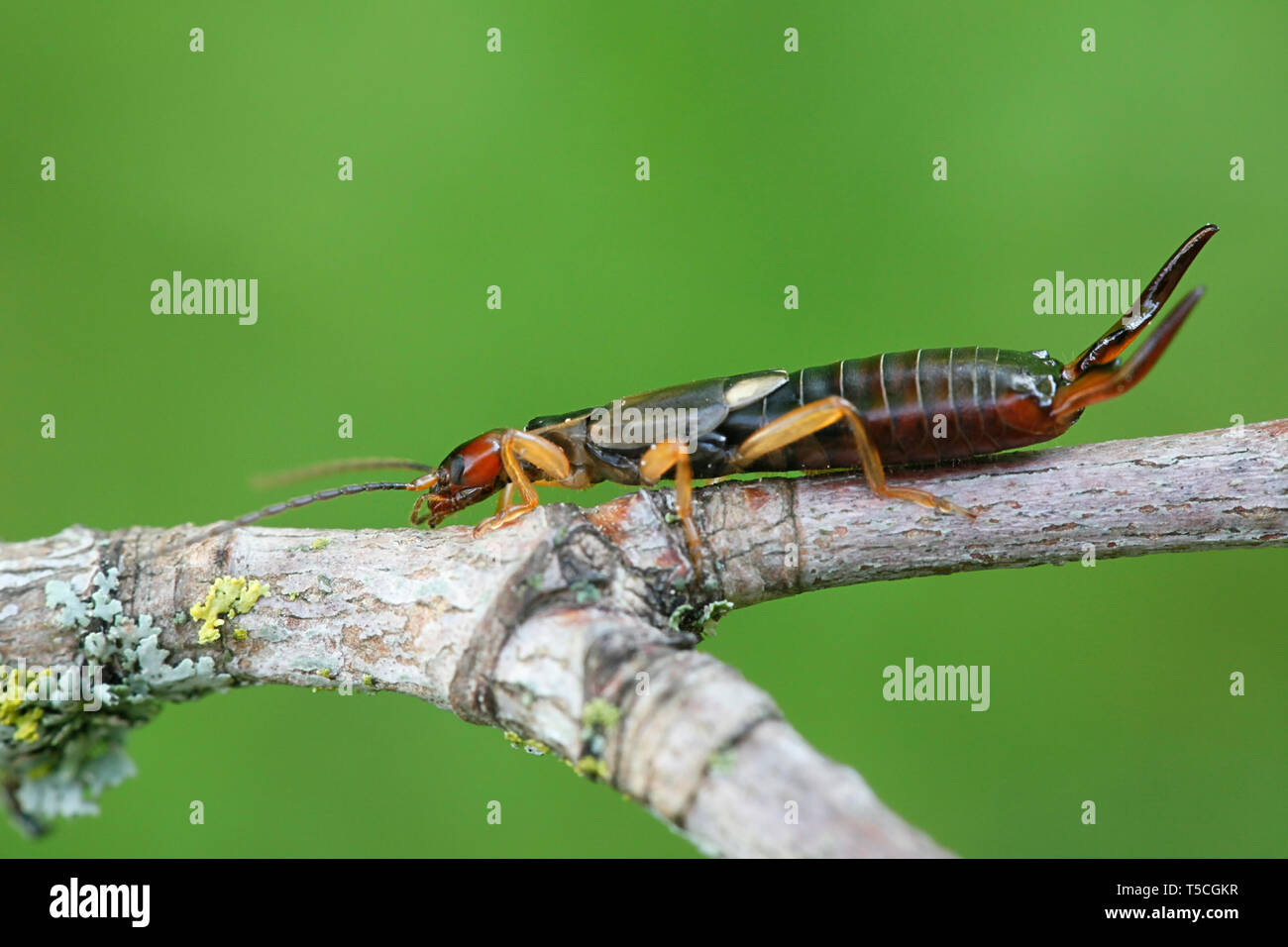 Common earwig european earwig forficula hi-res stock photography and ...