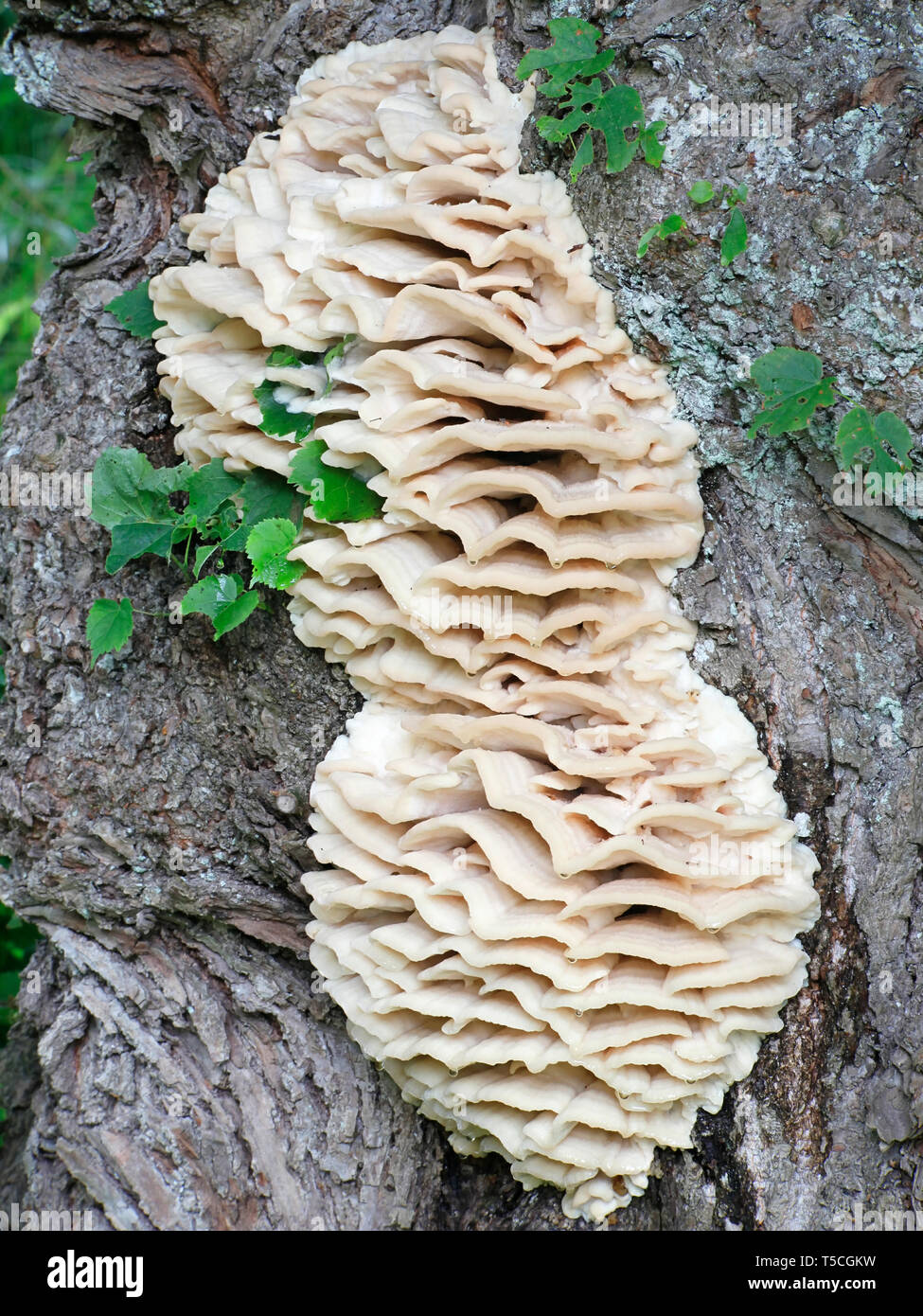 Northern Tooth, Climacodon Septentrionalis, a massive mushroom growing ...