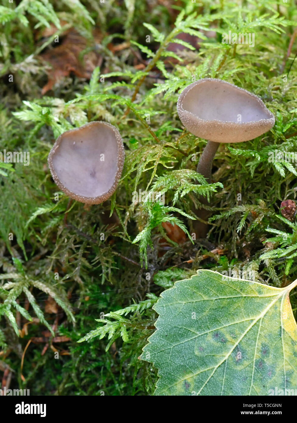 Felt saddle fungus, Helvella macropus, a wild mushroom from Finland ...