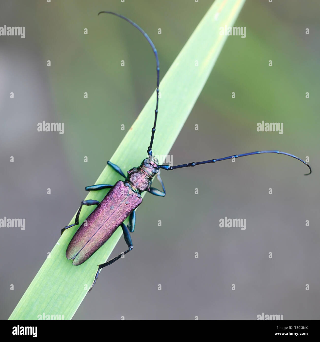 The musk beetle, Aromia moschata, a longhorn beetle from Finland Stock ...