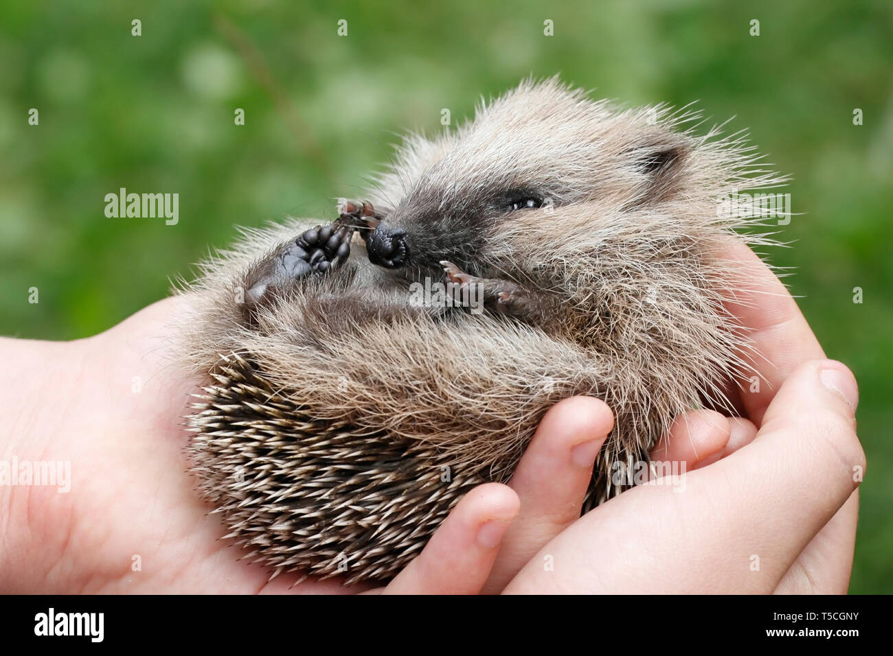 European hedgehog cub, Erinaceus europaeus Stock Photo - Alamy