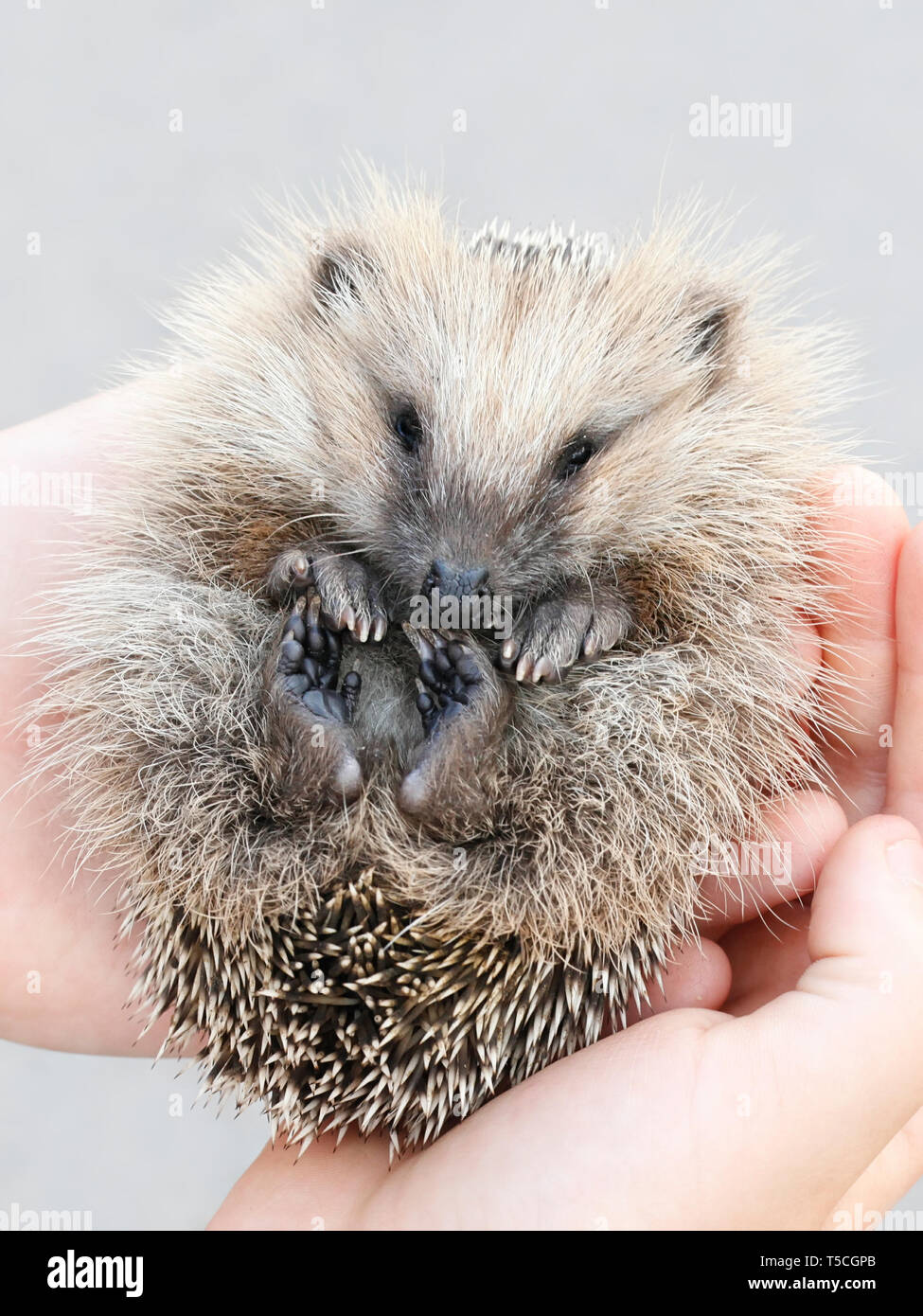 European hedgehog cub, Erinaceus europaeus Stock Photo - Alamy