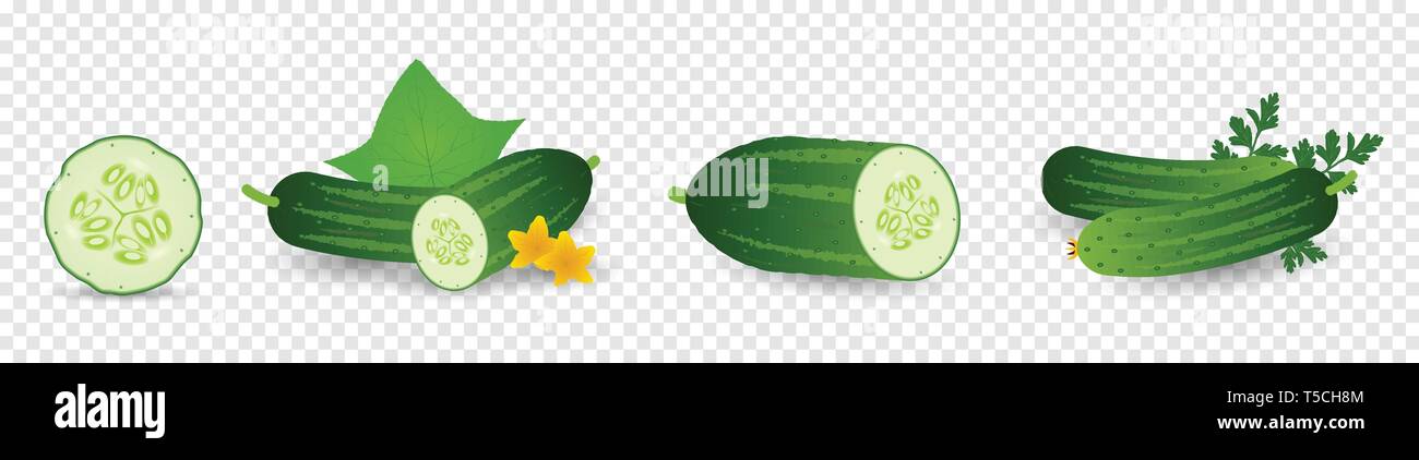 Cucumber plant. Set of cucumber seed, sprout, flower, leaves, vegetable ...