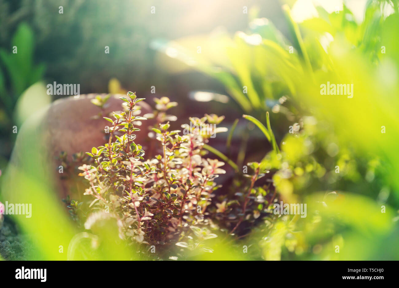 Gaeden plant hi-res stock photography and images - Alamy