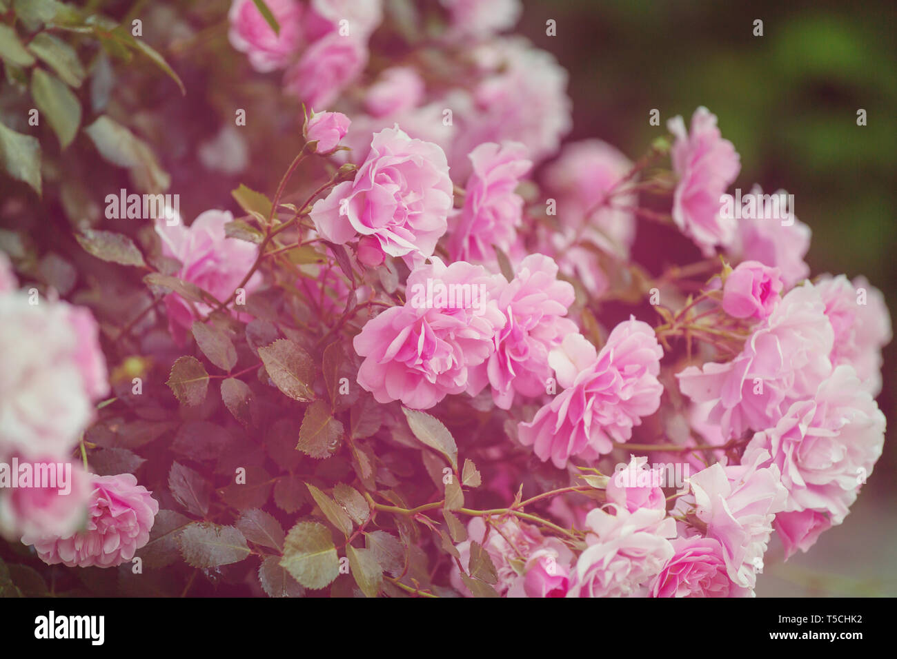 Pink Rose, beautiful nature background Stock Photo - Alamy