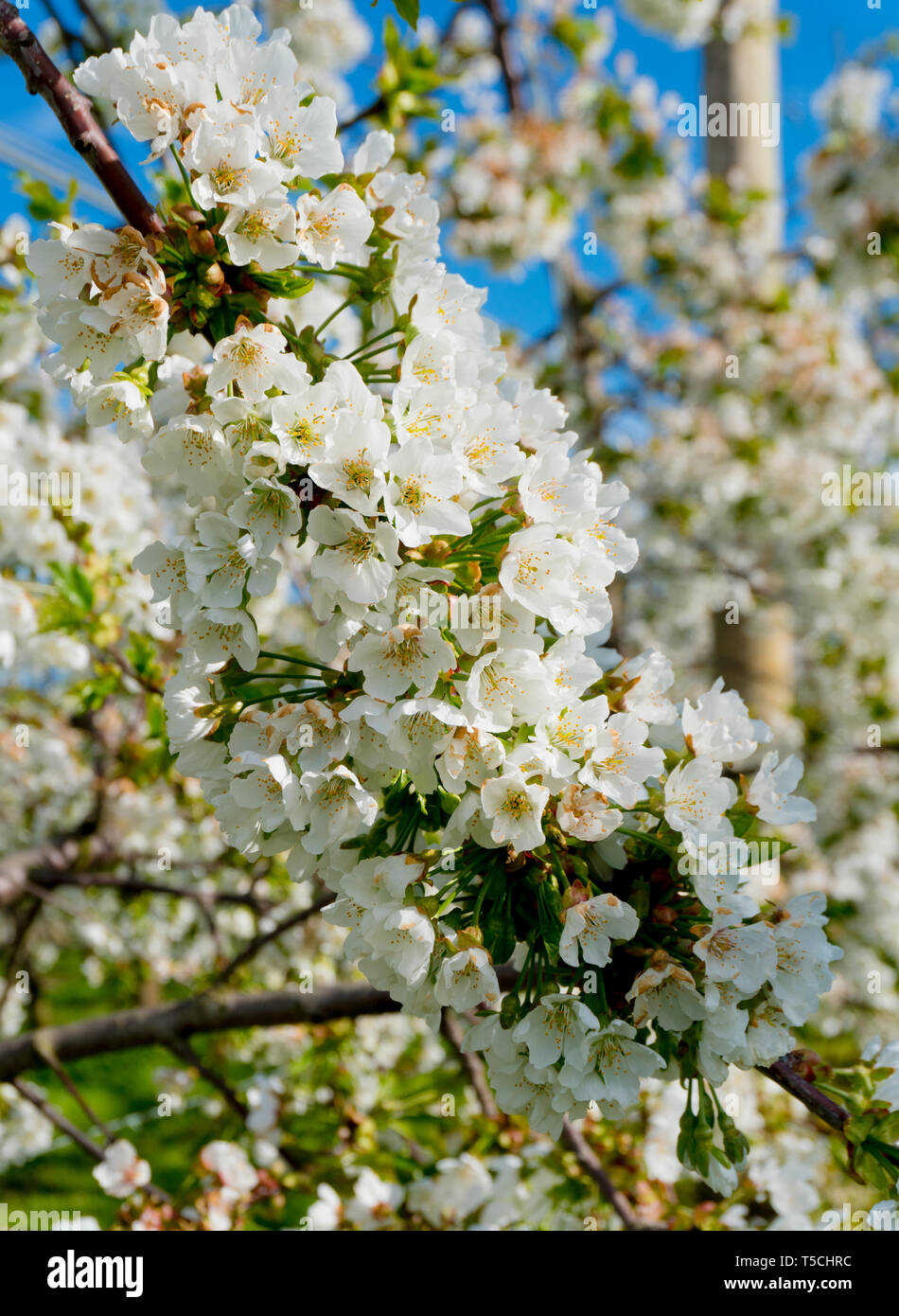 Apple Tree Blossoms