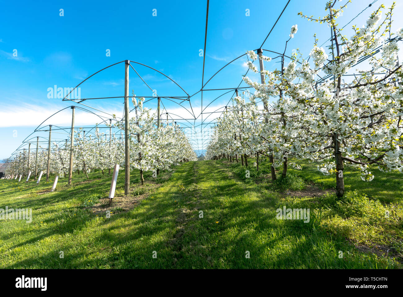 horizontal view of rows of blossoming low-stem apple trees in an ...