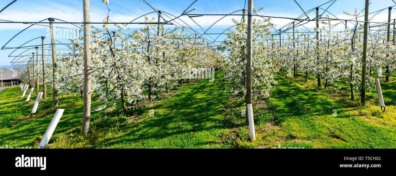 horizontal view of rows of blossoming low-stem apple trees in an ...
