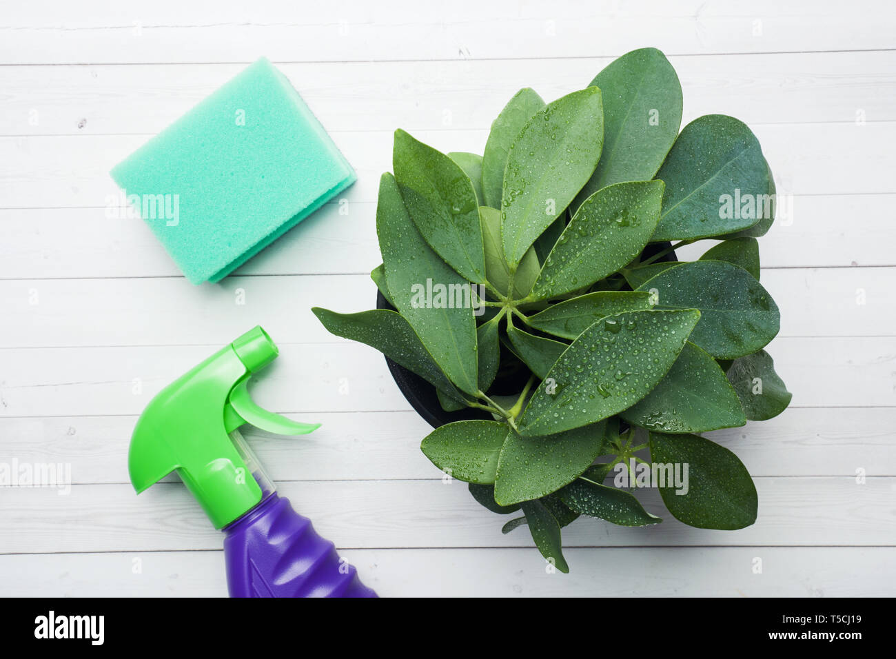 Sponge plant pot hi-res stock photography and images - Alamy