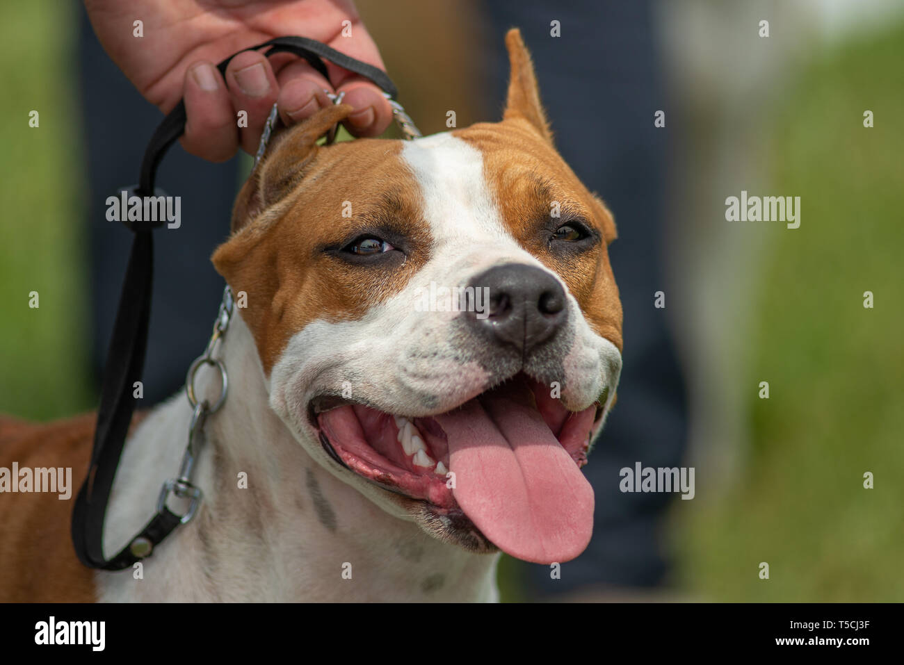 Amstaff head hi-res stock photography and images - Alamy