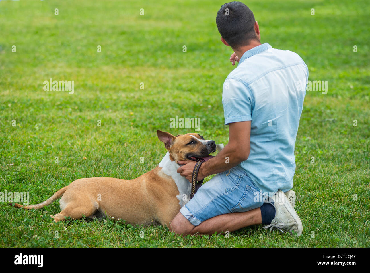 Amstaff hi-res stock photography and images - Alamy