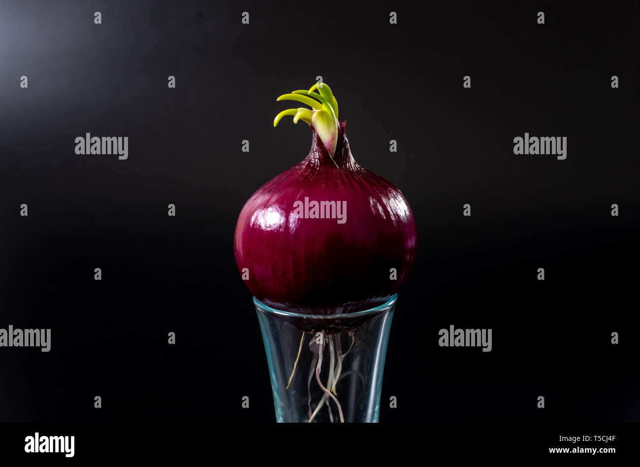 Onions in a glass hi-res stock photography and images - Alamy
