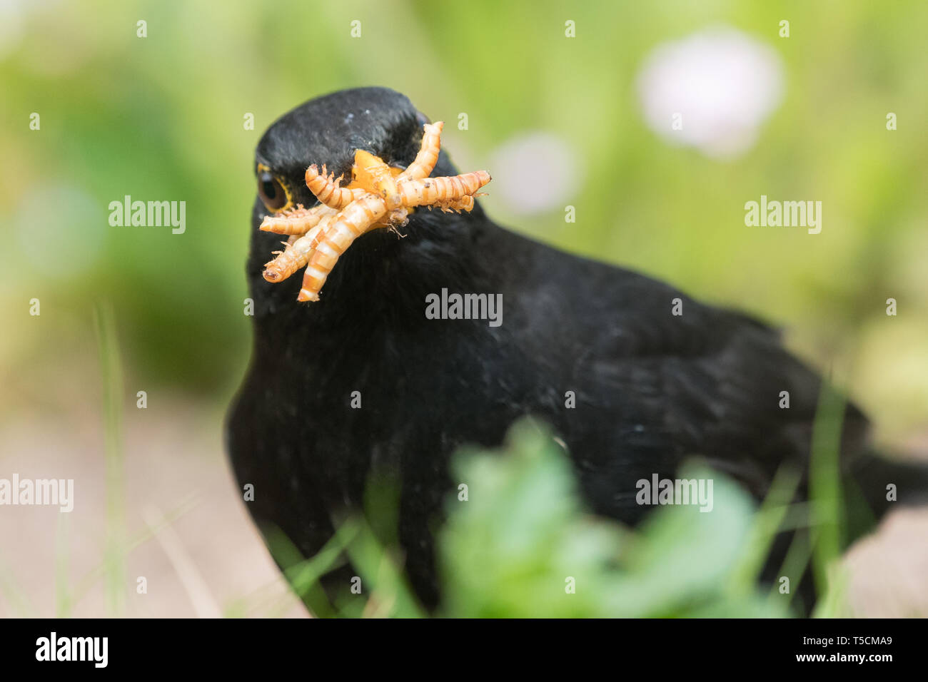 Earthworms in soil uk hi-res stock photography and images - Alamy