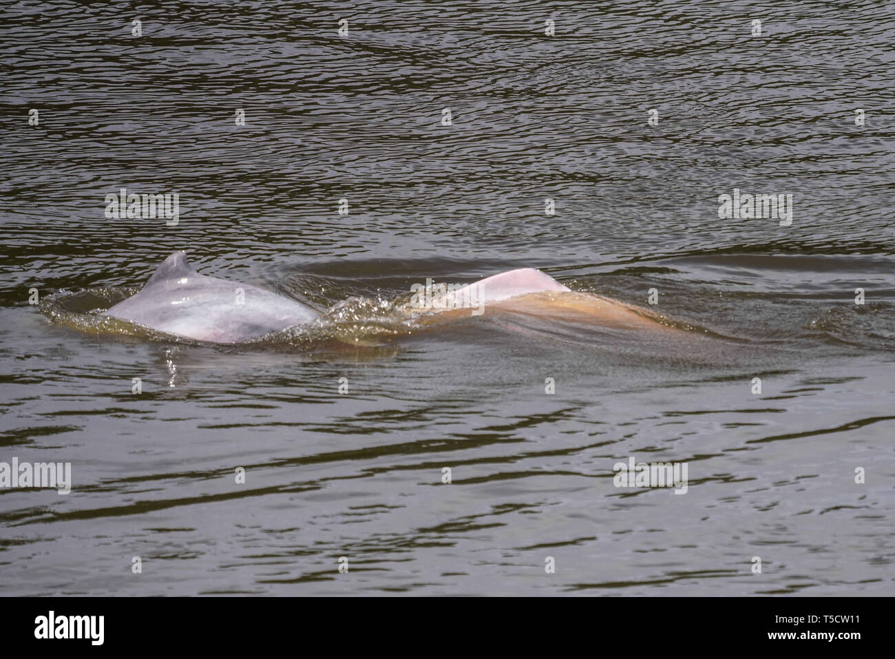 The Amazon, Peru. 21st Mar, 2019. Amazon pink river dolphin, Inia ...