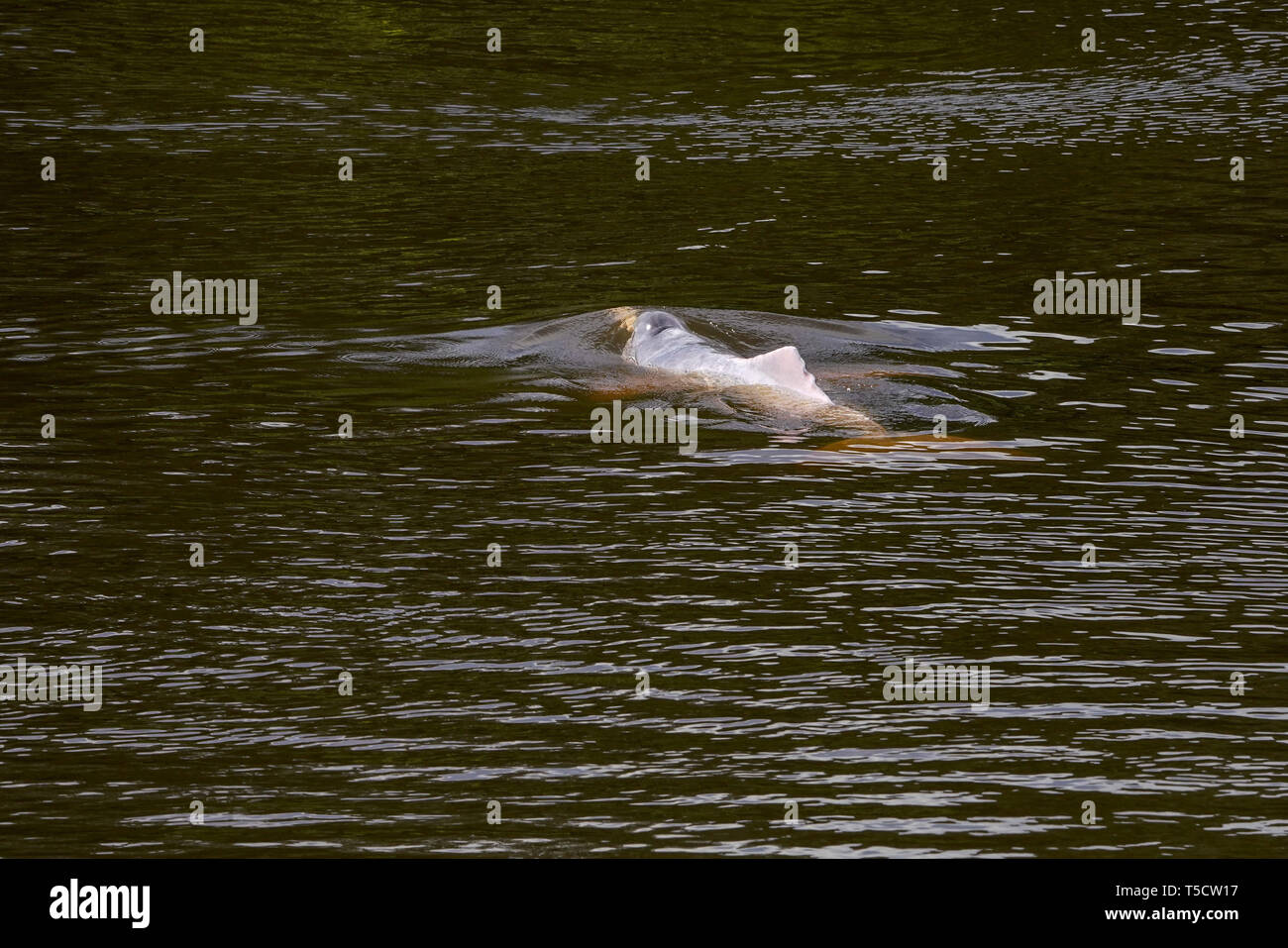 The Amazon, Peru. 21st Mar, 2019. Amazon pink river dolphin, Inia ...