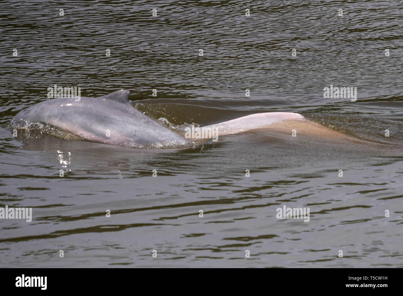 The Amazon, Peru. 21st Mar, 2019. Amazon pink river dolphin, Inia ...
