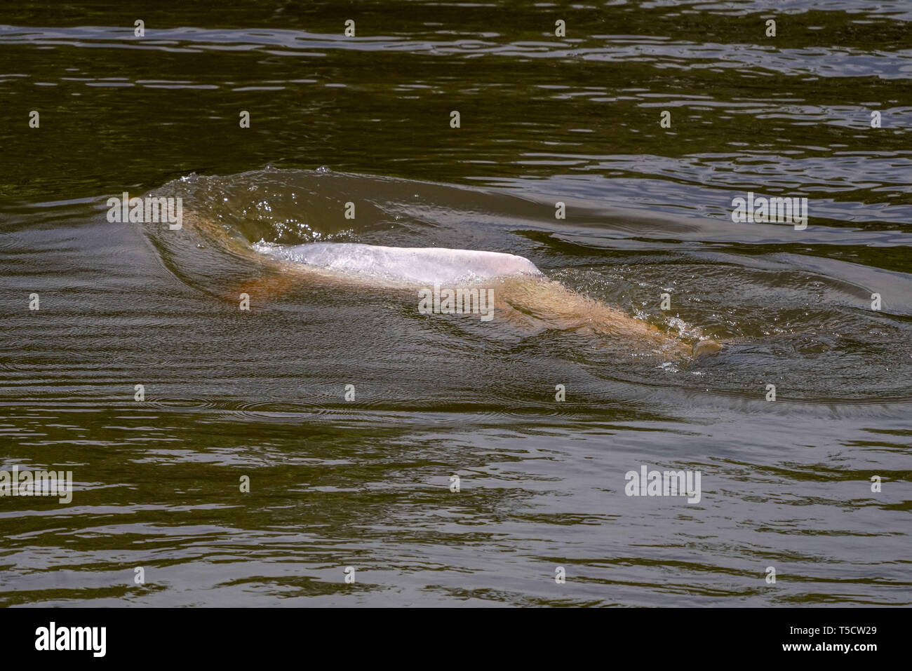 The Amazon, Peru. 21st Mar, 2019. Amazon pink river dolphin, Inia ...