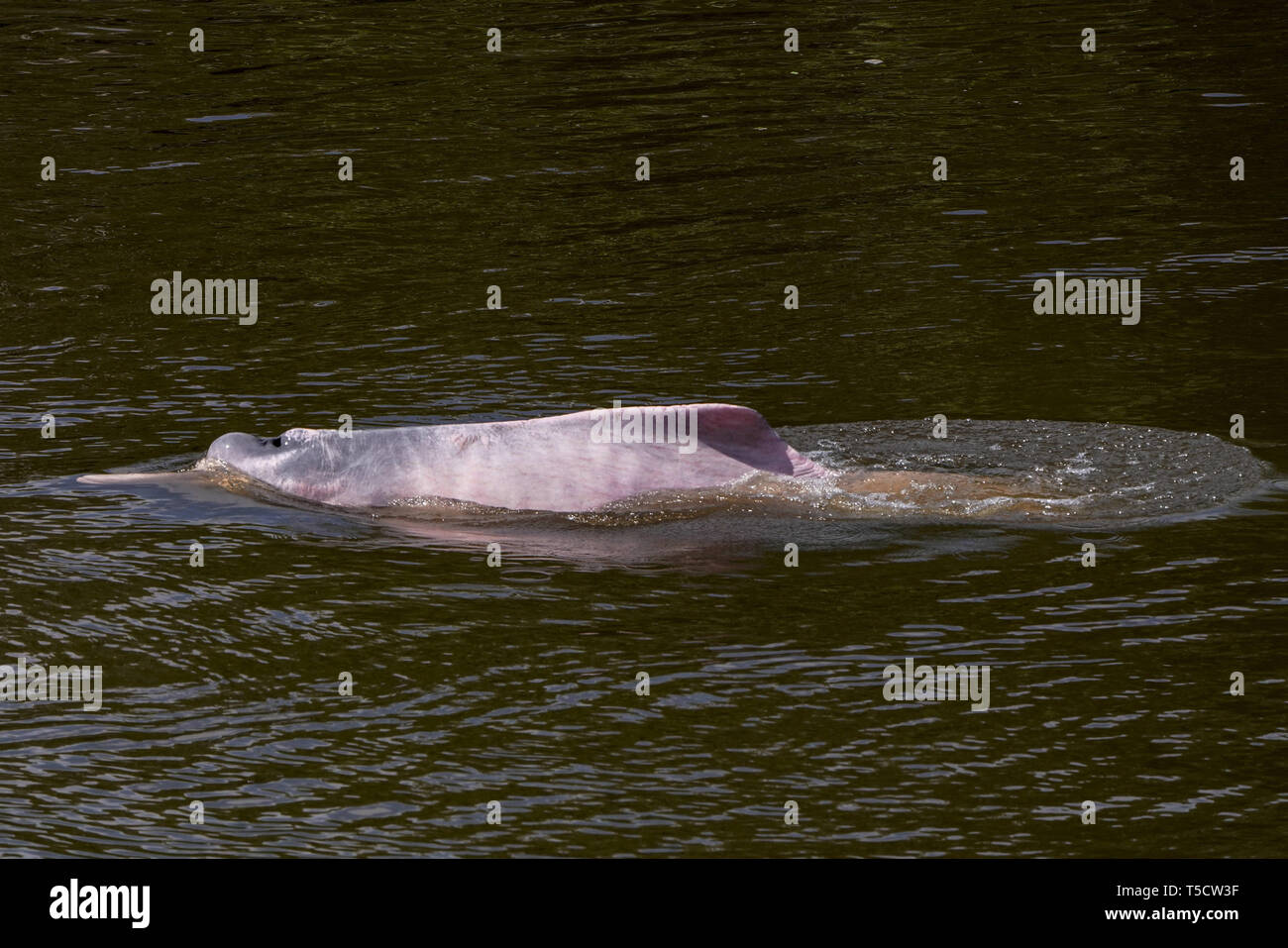 The Amazon, Peru. 21st Mar, 2019. Amazon pink river dolphin, Inia ...