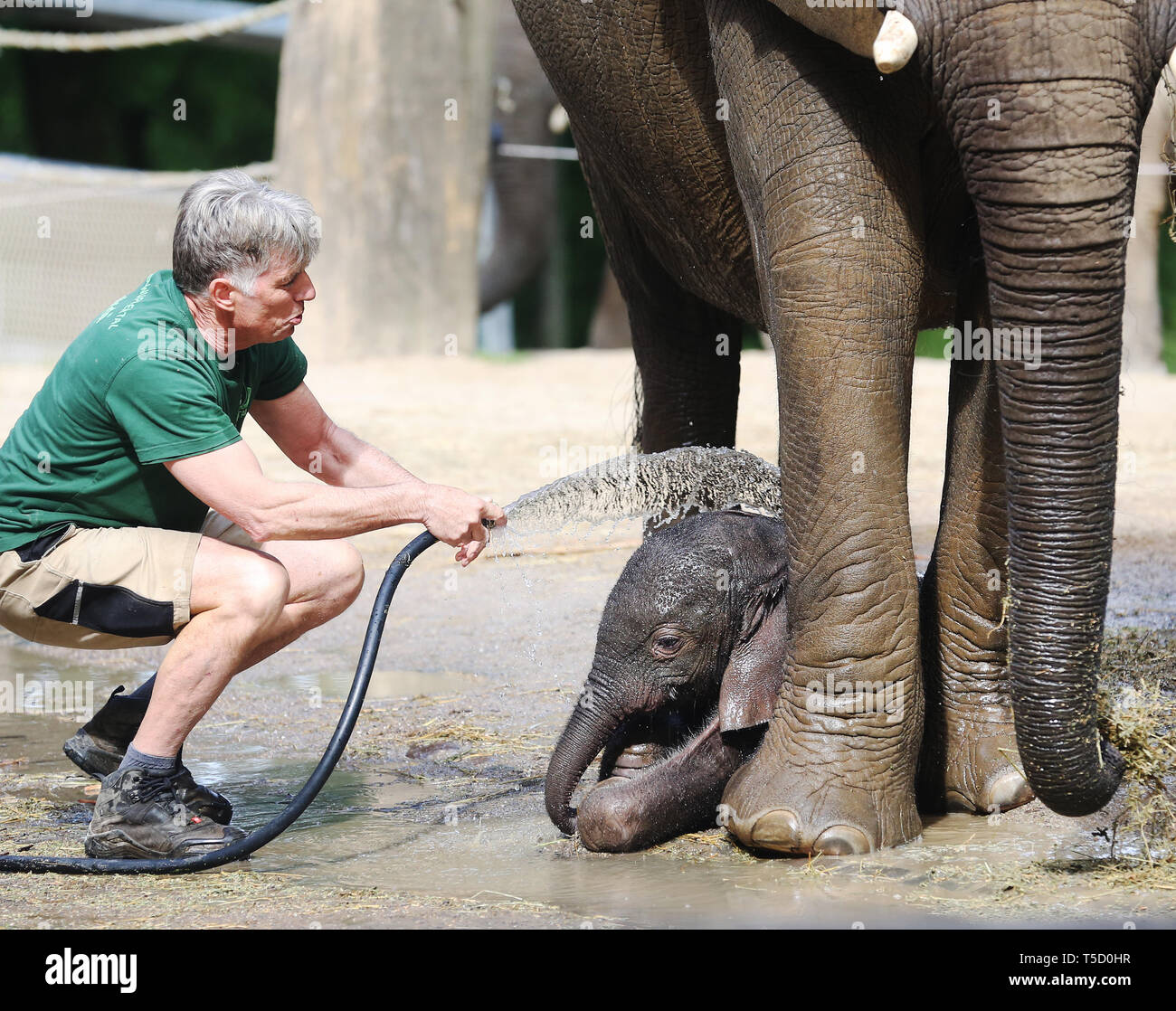 Wuppertal, Germany. 24th Apr, 2019. Baby elephant Gus, well protected ...