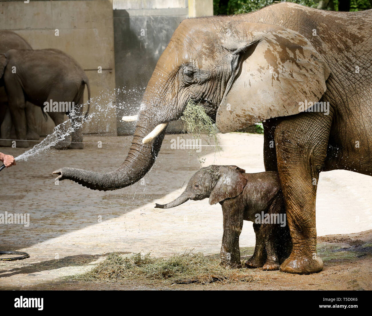 Wuppertal, Germany. 24th Apr, 2019. Baby elephant Gus, well protected ...