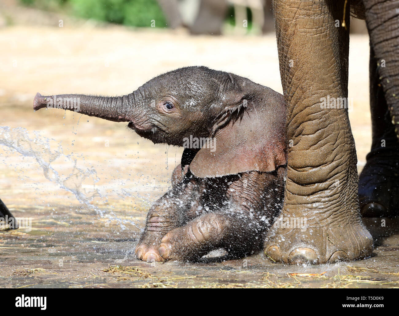 African Elephant Birth