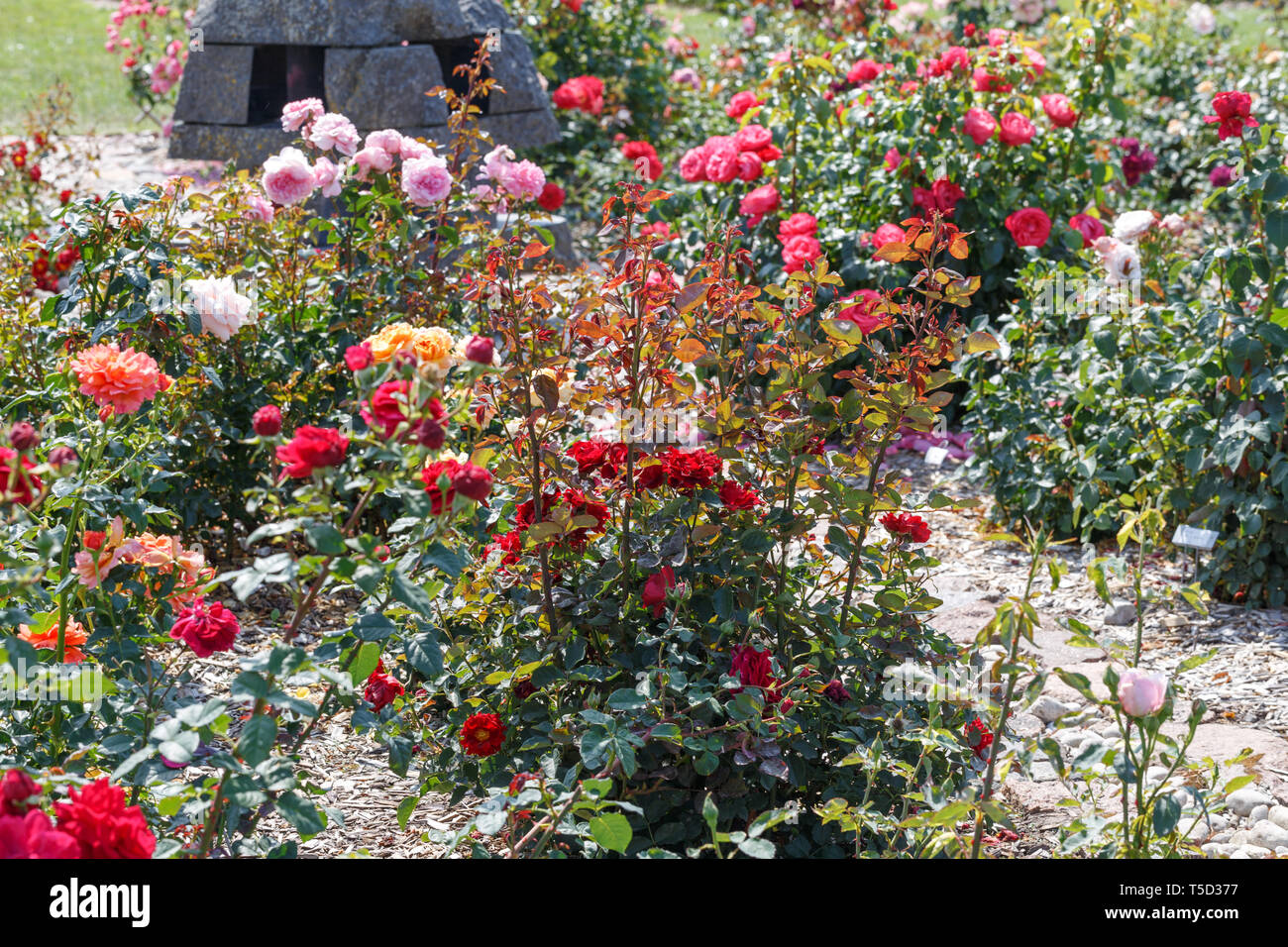 Multicolored roses on a bed in the garden, a delightful bloom Stock ...