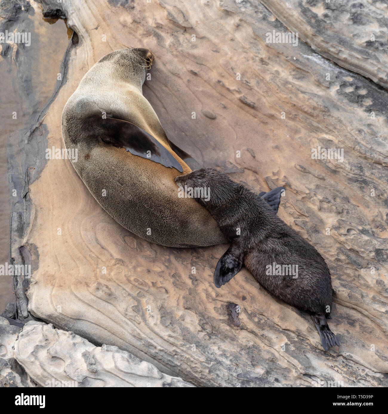 Fur seals mother and pup hauled out near Admiral Arch, Flinders Chase ...