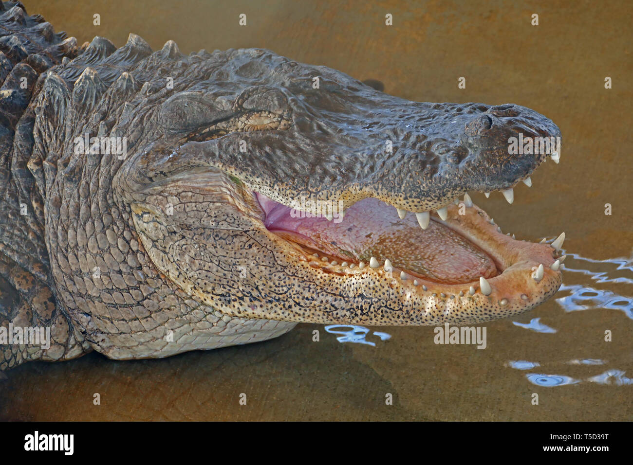 Alligator teeth hi-res stock photography and images - Alamy