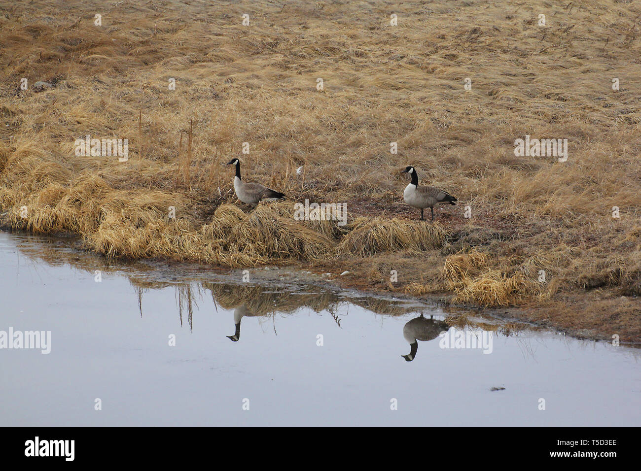Waterfowl and wetland birds hi-res stock photography and images - Alamy