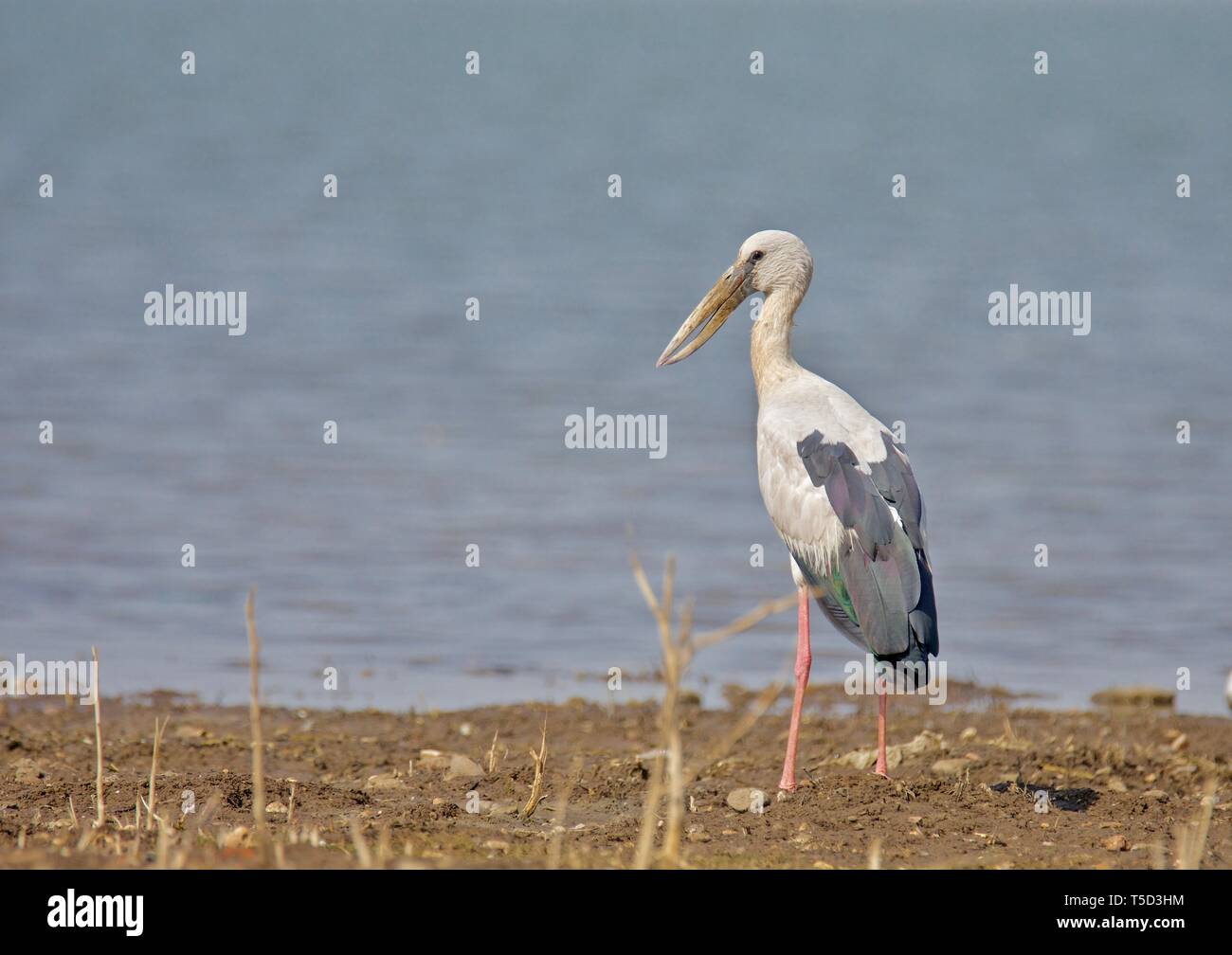Tail consists of twelve feathers hi-res stock photography and images ...