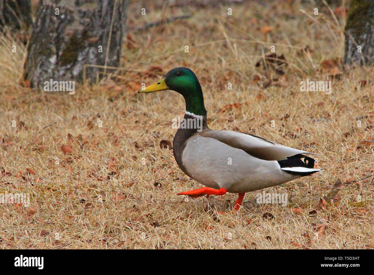 Birds of North America. Waterfowl. Mallard Duck Anas platyrhynchos ...