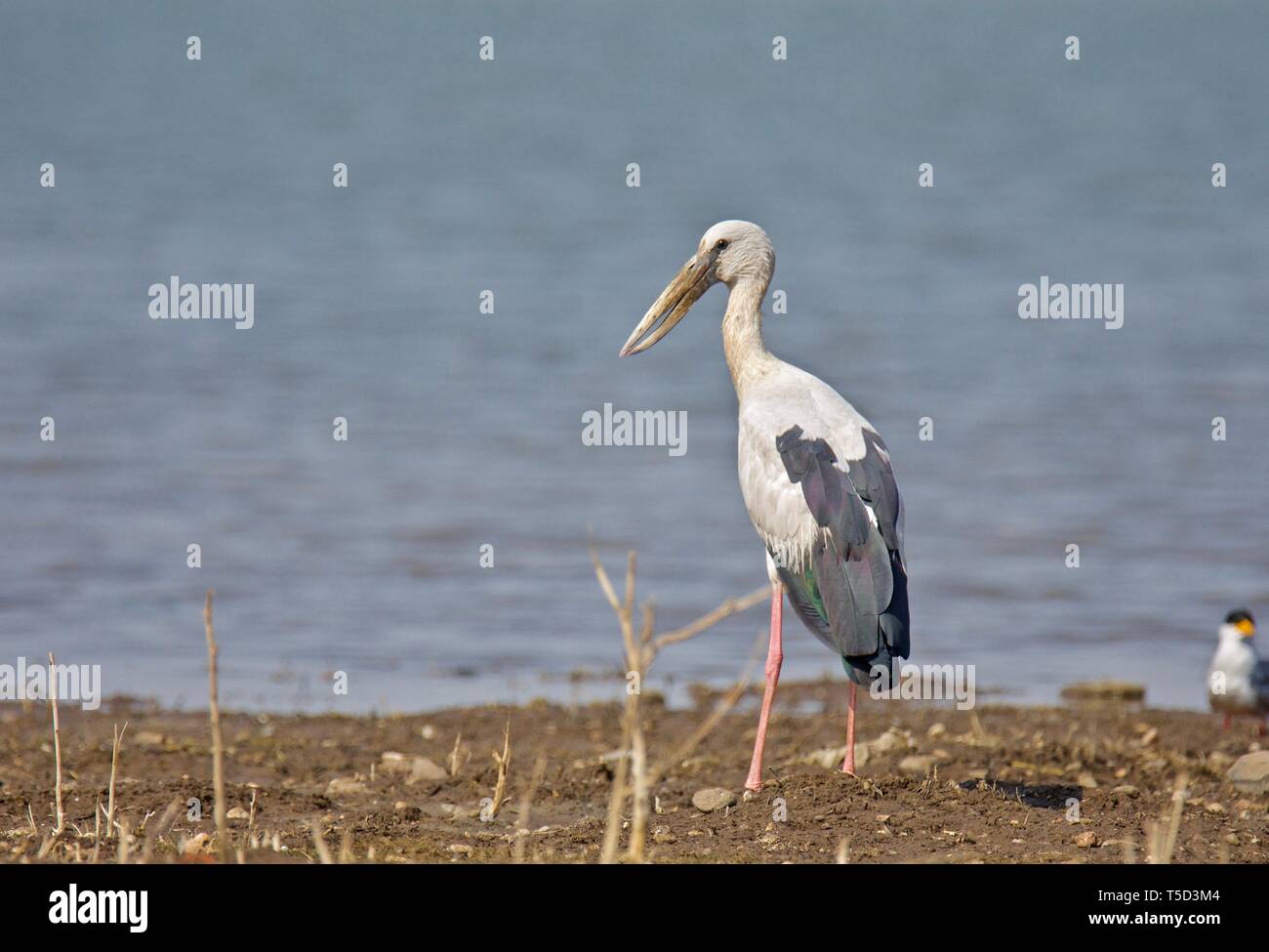 Grey stork bird on hi-res stock photography and images - Alamy